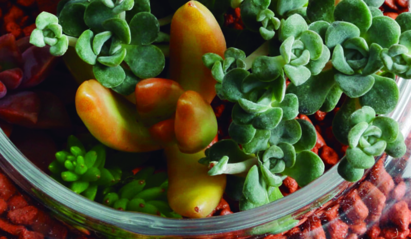 Succulent Catalog – Mother Earth News